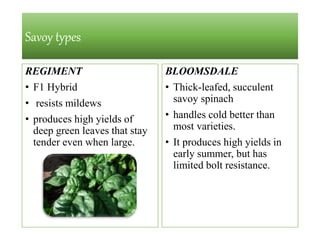 spinach production tech | PPTX