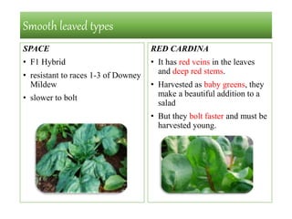 spinach production tech | PPTX