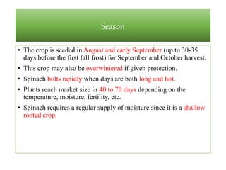 spinach production tech | PPTX