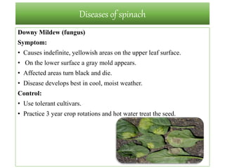 spinach production tech | PPTX