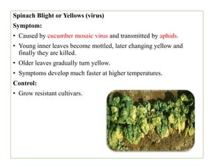 spinach production tech | PPTX