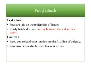 spinach production tech | PPTX