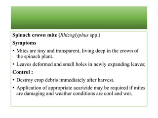 spinach production tech | PPTX