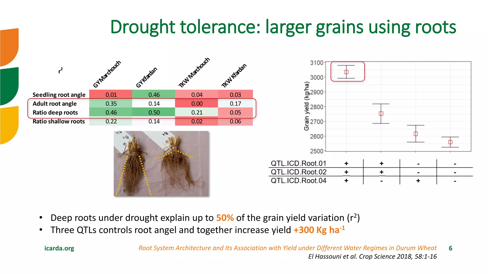 Durum wheat ideotype for the drylands of tomorrow | PDF
