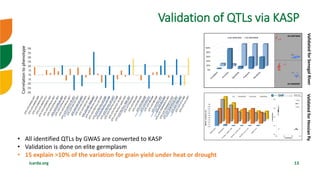Durum wheat ideotype for the drylands of tomorrow | PDF