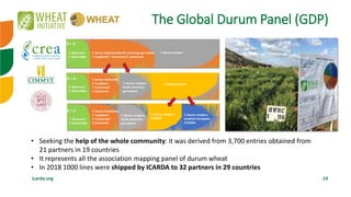 Durum wheat ideotype for the drylands of tomorrow | PDF
