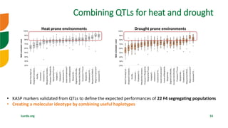 Durum wheat ideotype for the drylands of tomorrow | PDF