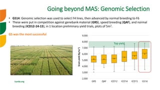 Durum wheat ideotype for the drylands of tomorrow | PDF