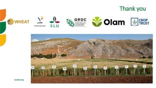 Durum wheat ideotype for the drylands of tomorrow | PDF