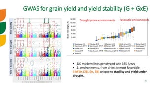 Durum wheat ideotype for the drylands of tomorrow | PDF