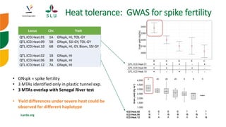 Durum wheat ideotype for the drylands of tomorrow | PDF