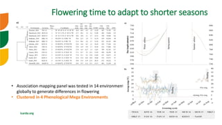 Durum wheat ideotype for the drylands of tomorrow | PDF
