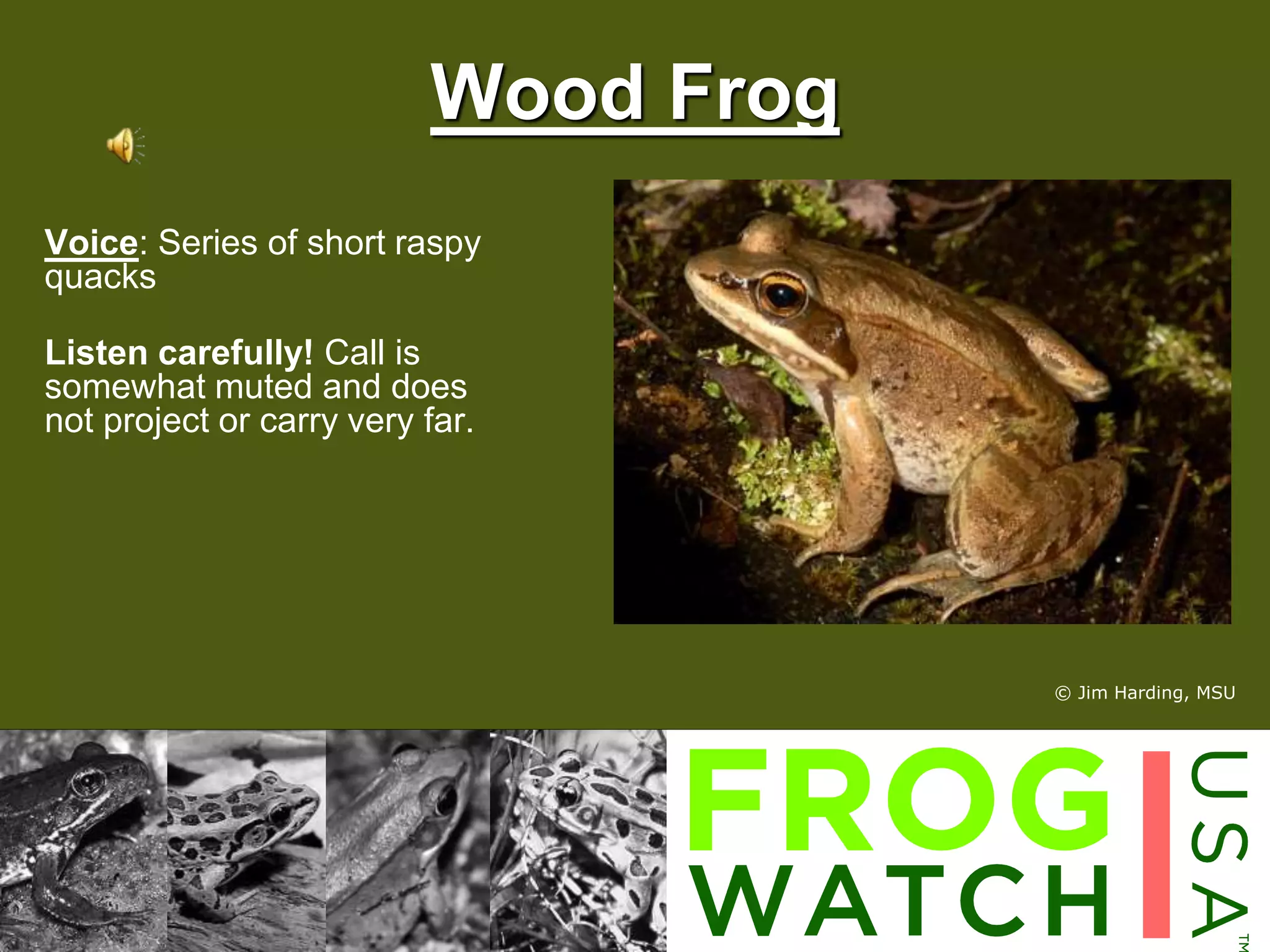 2019 Frogs and Toads of Montgomery County, MD | PPT