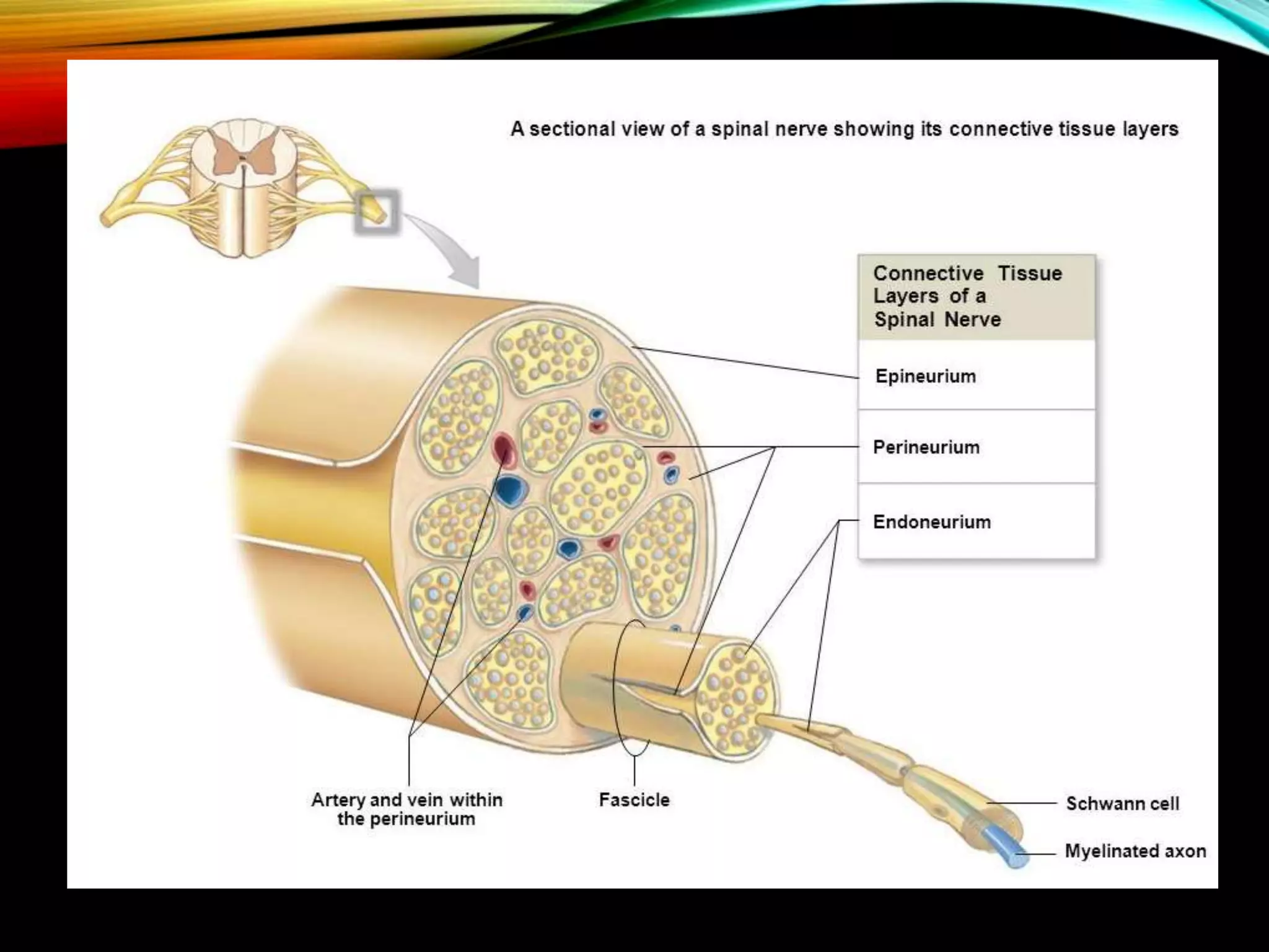 Nerve entrapment & injury for medical student (2ed) | PPTX | Death ...