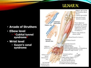 Nerve entrapment & injury for medical student (2ed) | PPTX | Death ...