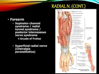 Nerve entrapment & injury for medical student (2ed) | PPTX