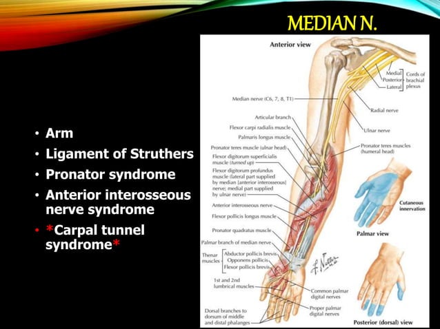 Nerve entrapment & injury for medical student (2ed) | PPTX | Death ...
