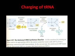 PROTEIN SYNTHESIS | PPT