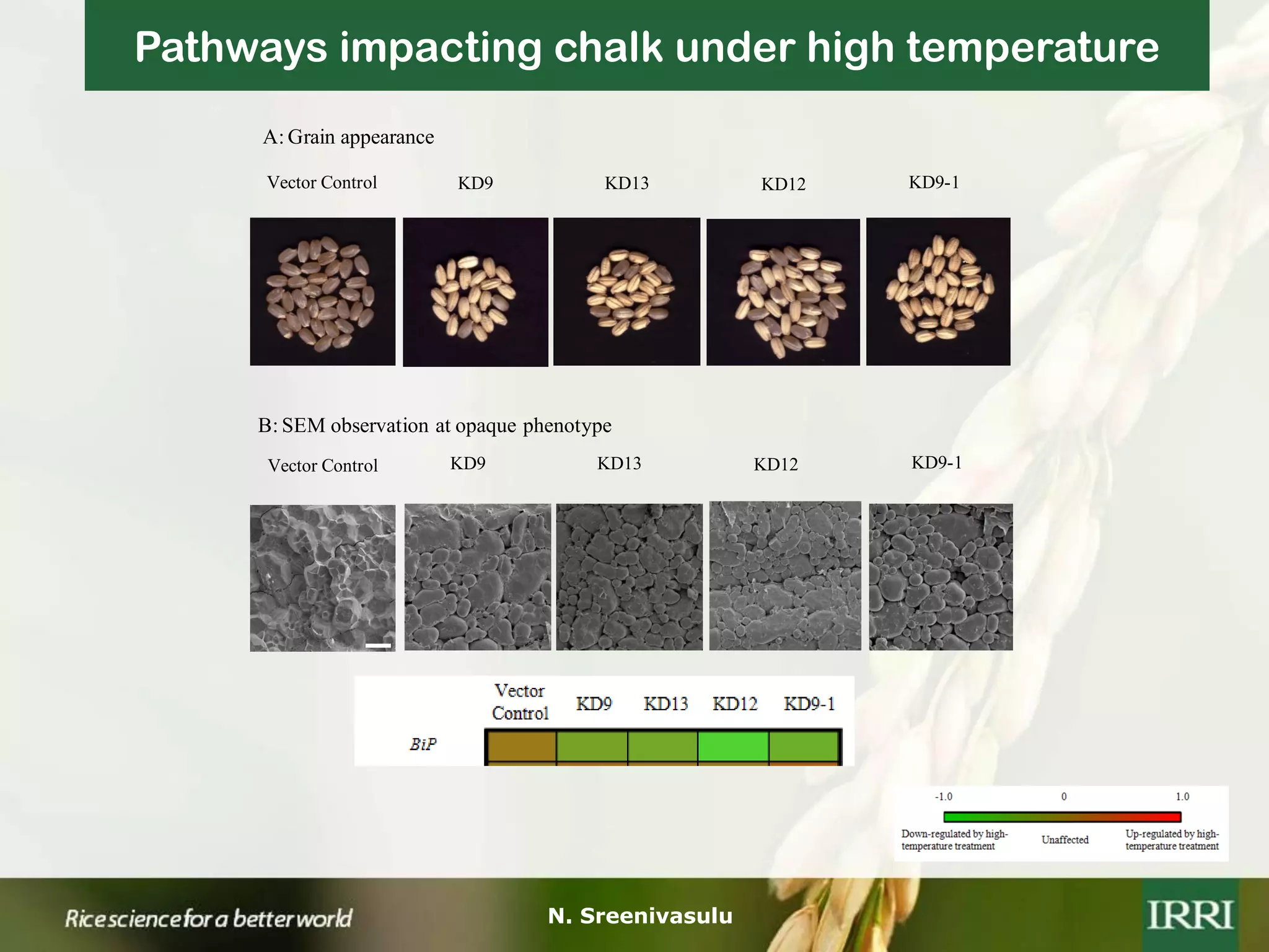 Rice grain quality and its value chain | PDF