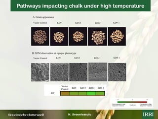 Rice grain quality and its value chain | PDF