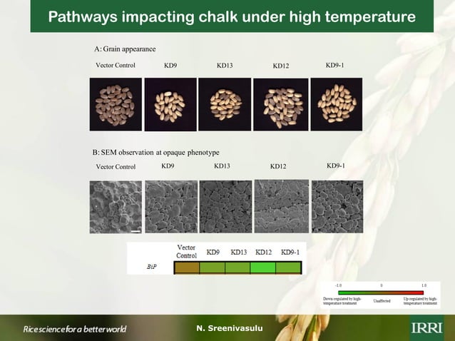 Rice grain quality and its value chain | PDF | Business | Business and ...