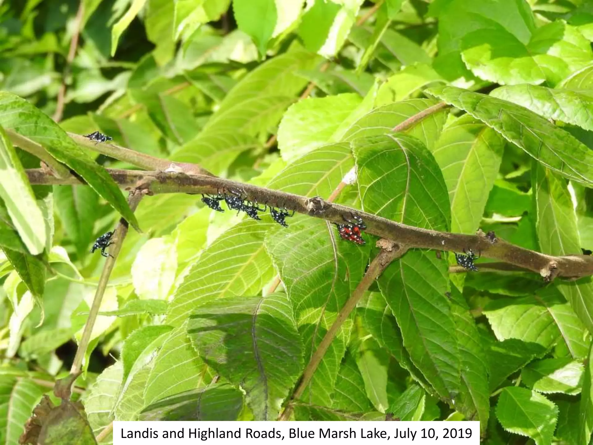 2019 Spotted Lanternfly research synopsis | PPT