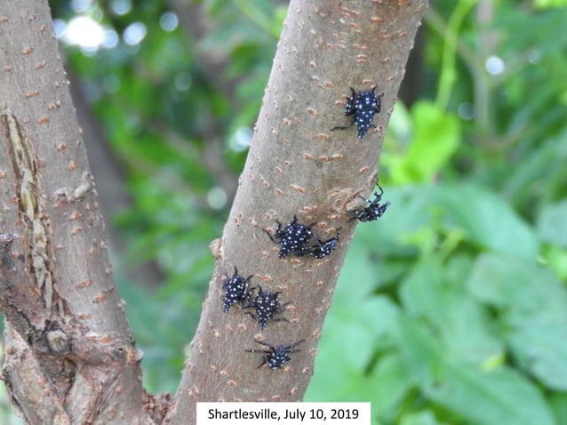 2019 Spotted Lanternfly research synopsis | PPT