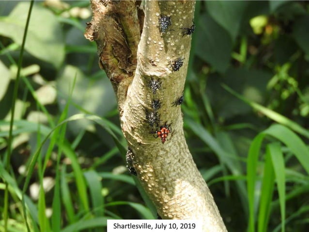 2019 Spotted Lanternfly research synopsis | PPT