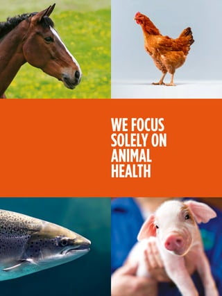 Zoetis-Corporate-Brochure-web_0 | PDF