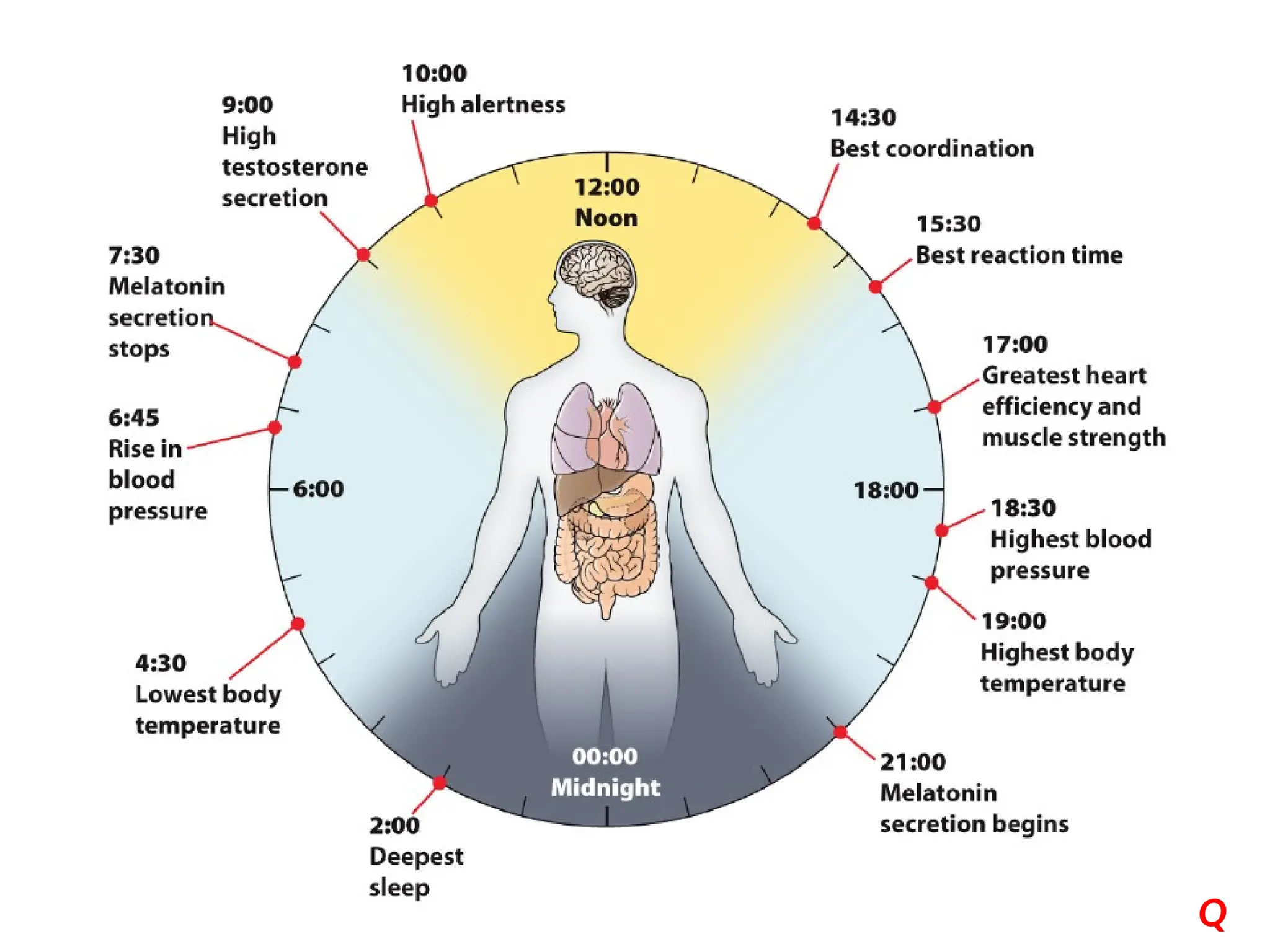 Intro psychology sleep rhythms psychology | PPTX