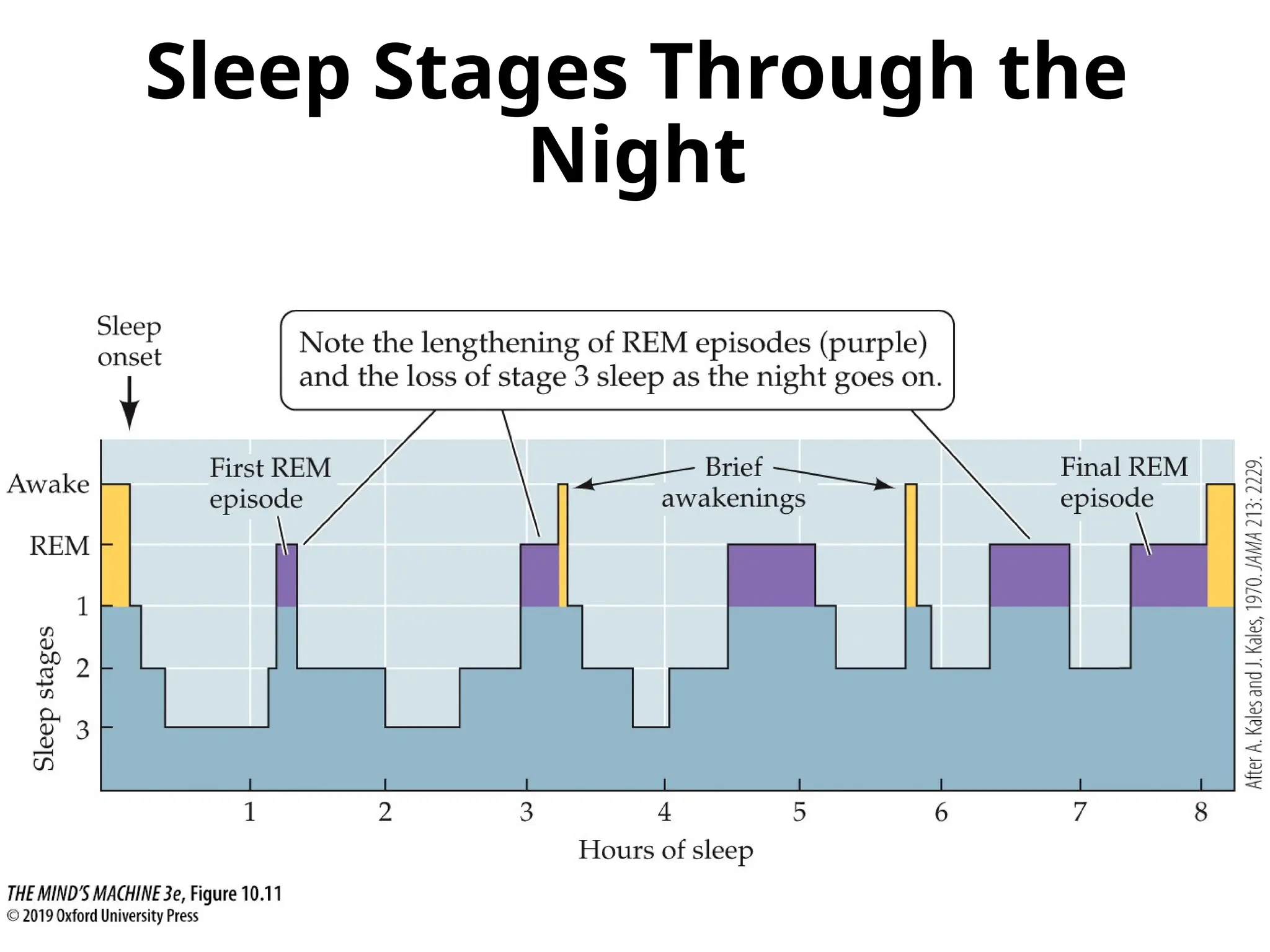 Intro psychology sleep rhythms psychology | PPTX | Sleep Disorders ...