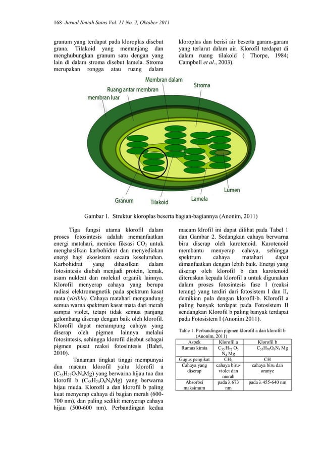 Konsentrasi Klorofil Daun sebagai Indikator Kekurangan Air pada Tanaman | PDF