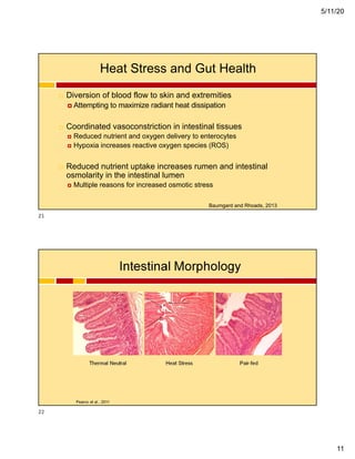 heat stress pathology dairy cattle belcham | PDF