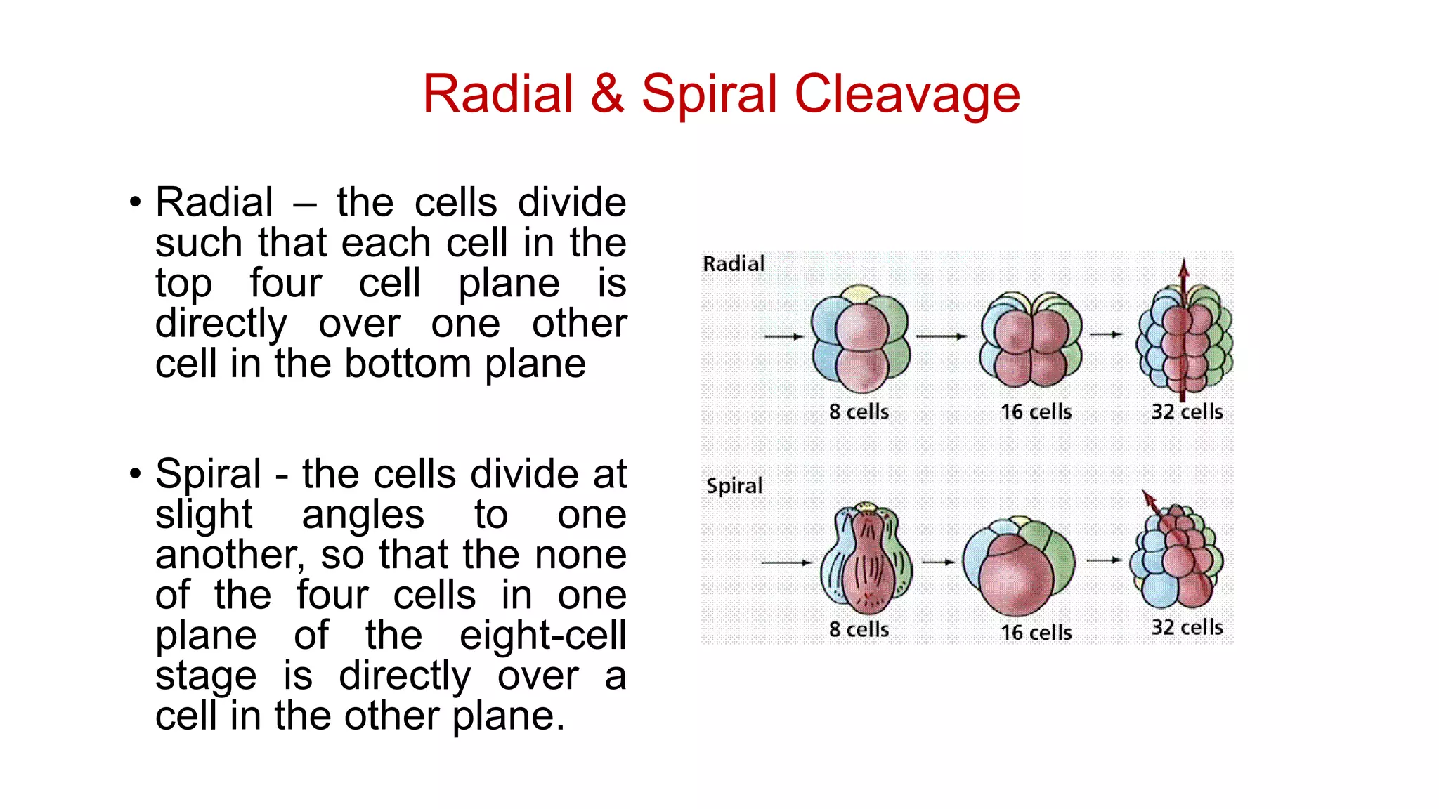 202004080636590834shailie_Cleavage_types_and_patterns.pdf