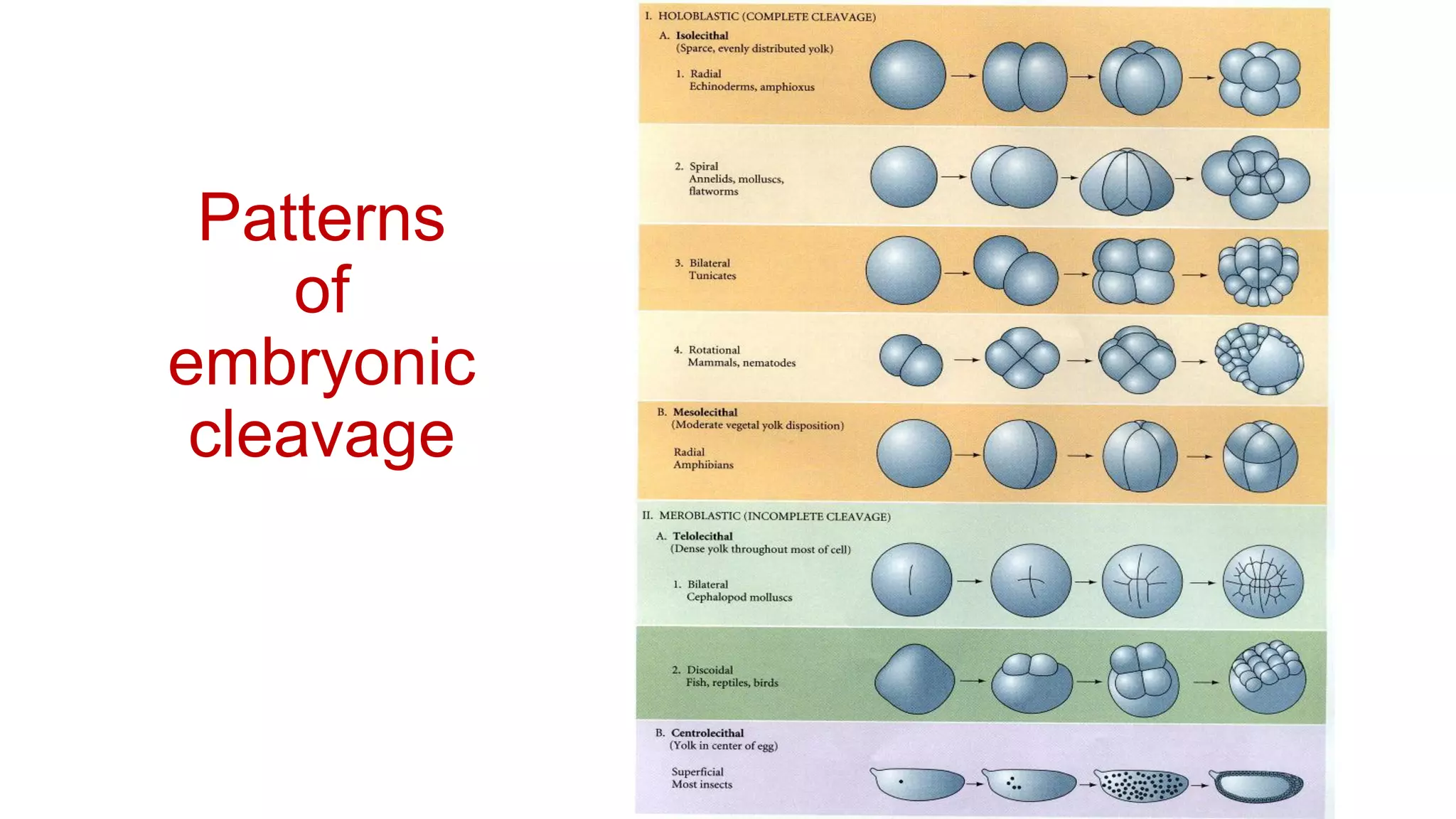 202004080636590834shailie_Cleavage_types_and_patterns.pdf