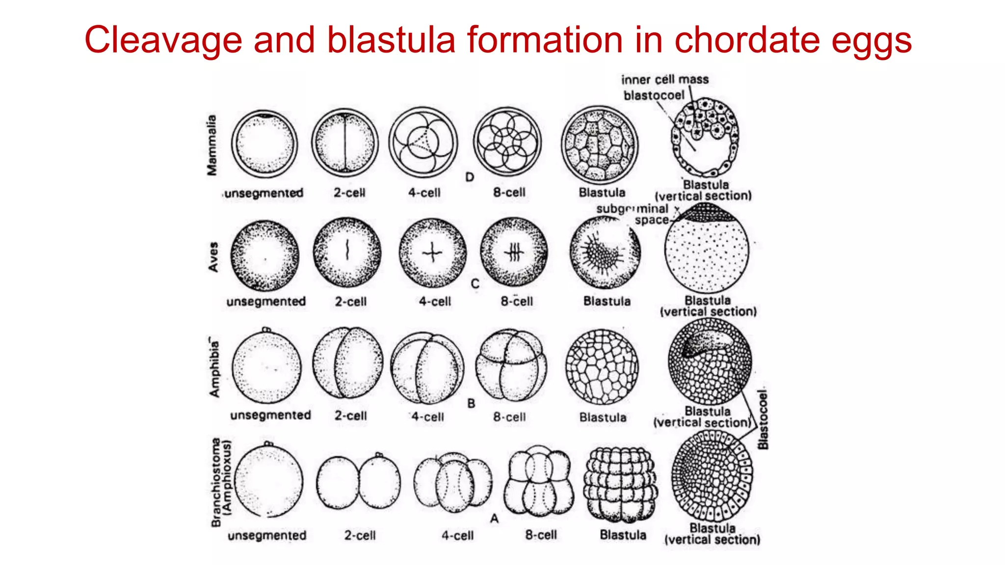 202004080636590834shailie_Cleavage_types_and_patterns.pdf