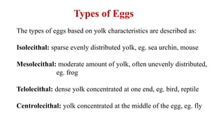 202004080636590834shailie_Cleavage_types_and_patterns.pdf