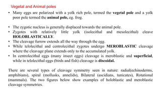 202004080636590834shailie_Cleavage_types_and_patterns.pdf