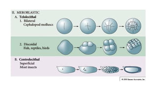 202004080636590834shailie_Cleavage_types_and_patterns.pdf