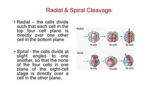 202004080636590834shailie_Cleavage_types_and_patterns.pdf