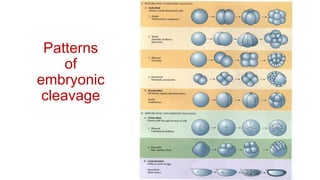 202004080636590834shailie_Cleavage_types_and_patterns.pdf