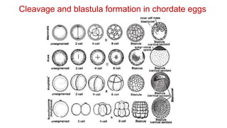 202004080636590834shailie_Cleavage_types_and_patterns.pdf