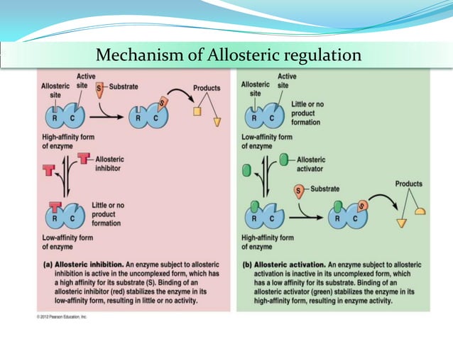 Regulation of enzymes activity 0a08fd94fd.pdf