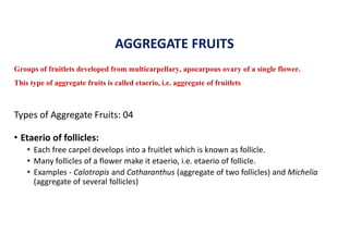 types of fruit and its classifications without diagrams | PPT