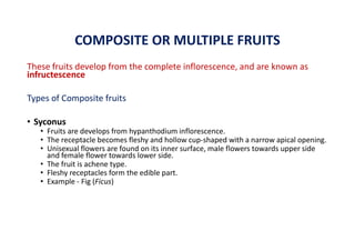 types of fruit and its classifications without diagrams | PPT