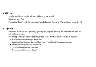 types of fruit and its classifications without diagrams | PPT