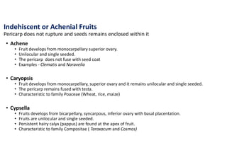 types of fruit and its classifications without diagrams | PPT