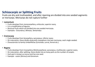 types of fruit and its classifications without diagrams | PPT