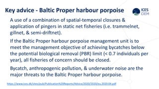 ICES advice measures on bycatch baltic harbour porpoise | PPTX