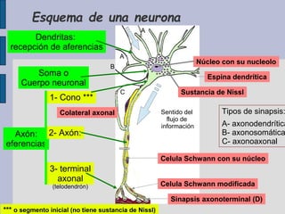 2020 0 introduction sistema nervioso | PDF